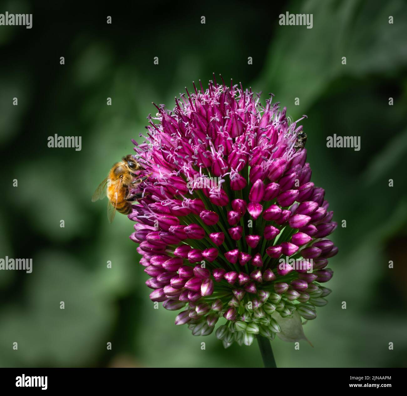 Honey Bee collecting nectar and pollen from a purple allium flower ...