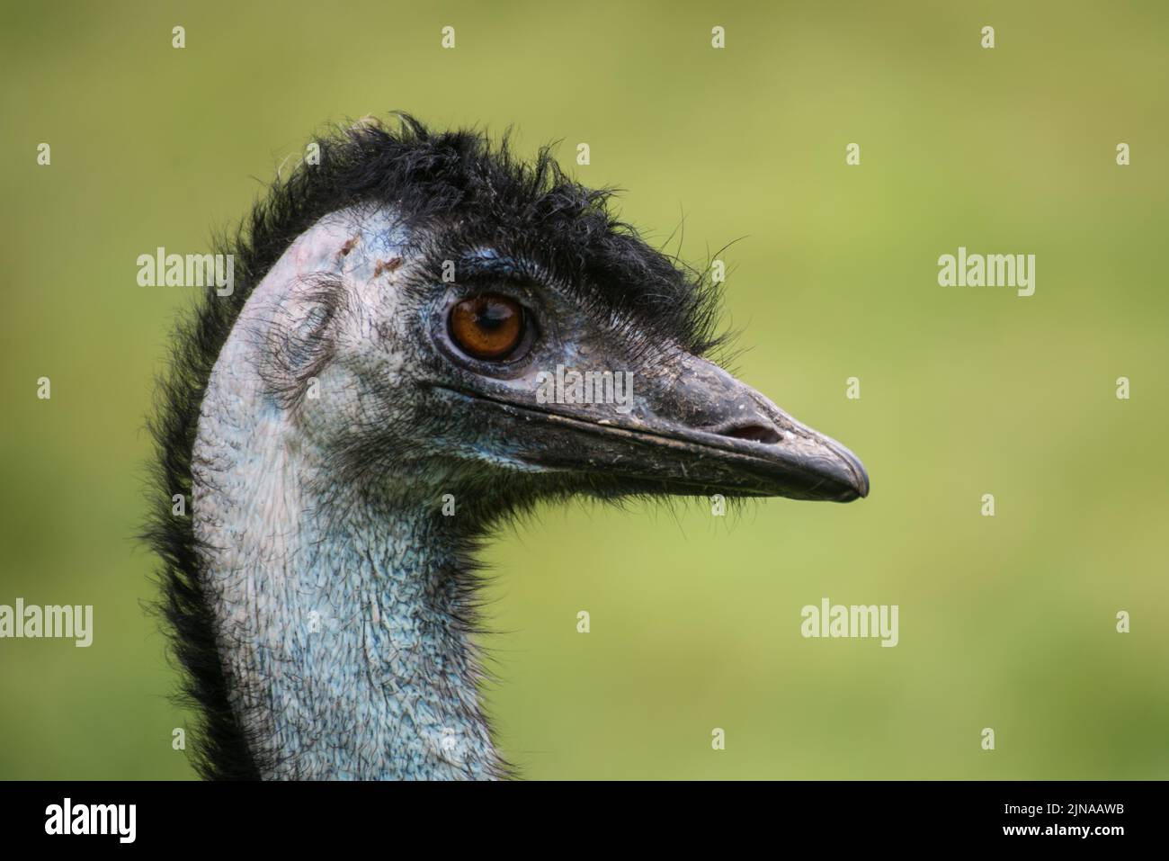 Portrait of a common emu (Dromaius novaehollandiae) on a green ...