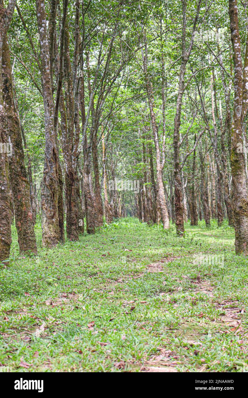 natural raw rubber tree plant in farm Stock Photo - Alamy