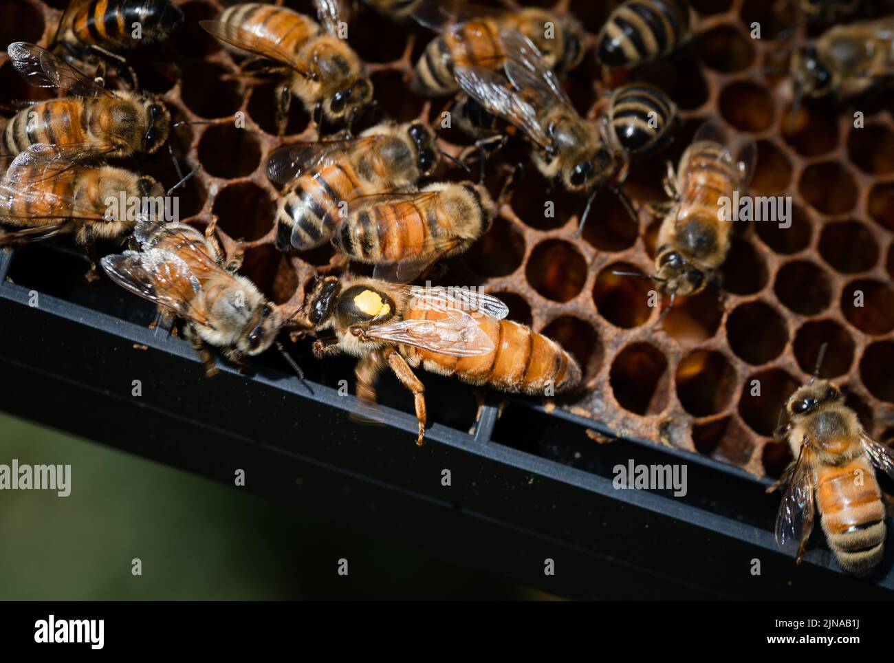 Honey Bees queen marked yellow surrounded by bees on a frame of pollen ...
