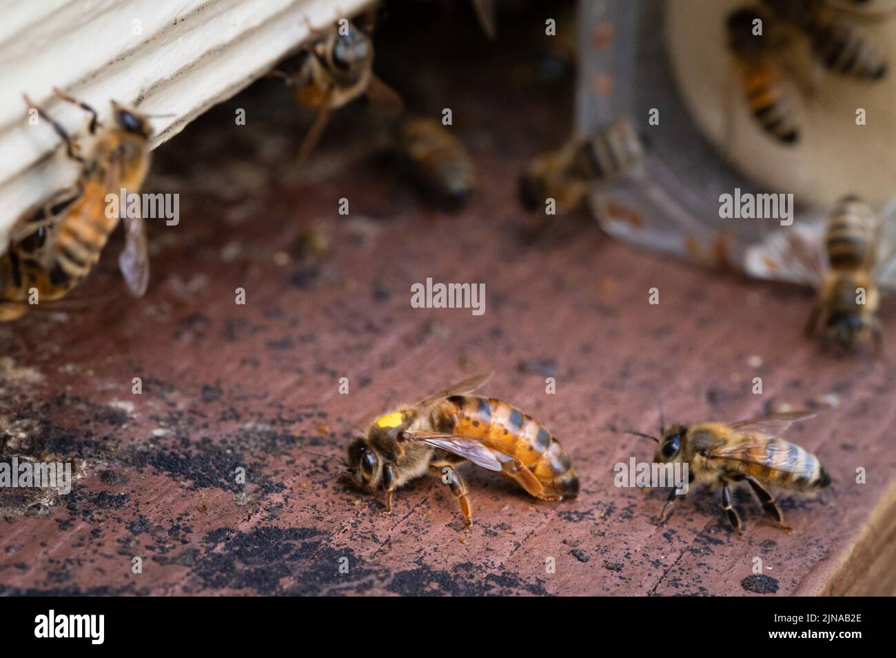 Marked honey bee queen walking into hive Stock Photo - Alamy