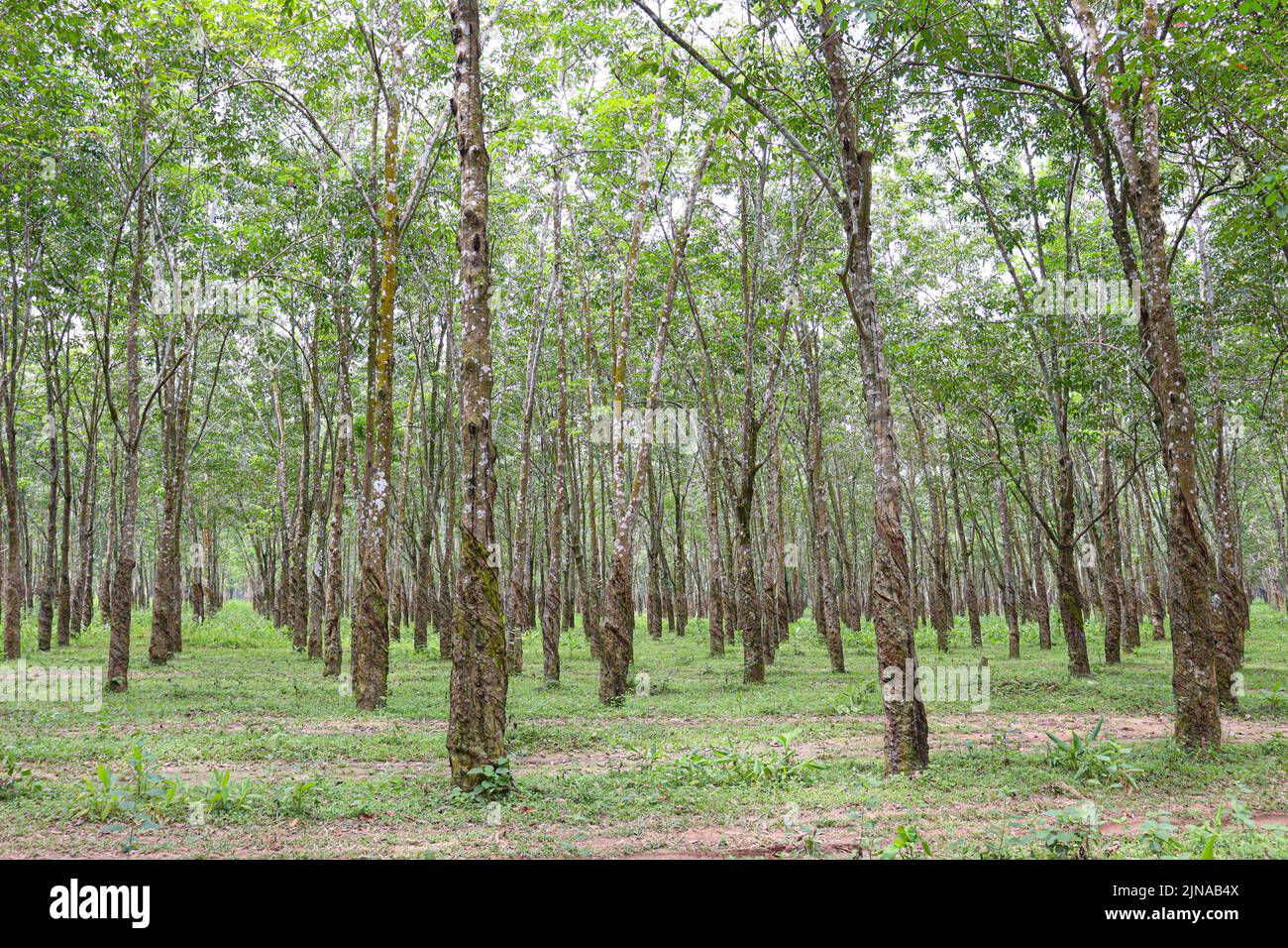 natural raw rubber tree plant in farm Stock Photo - Alamy
