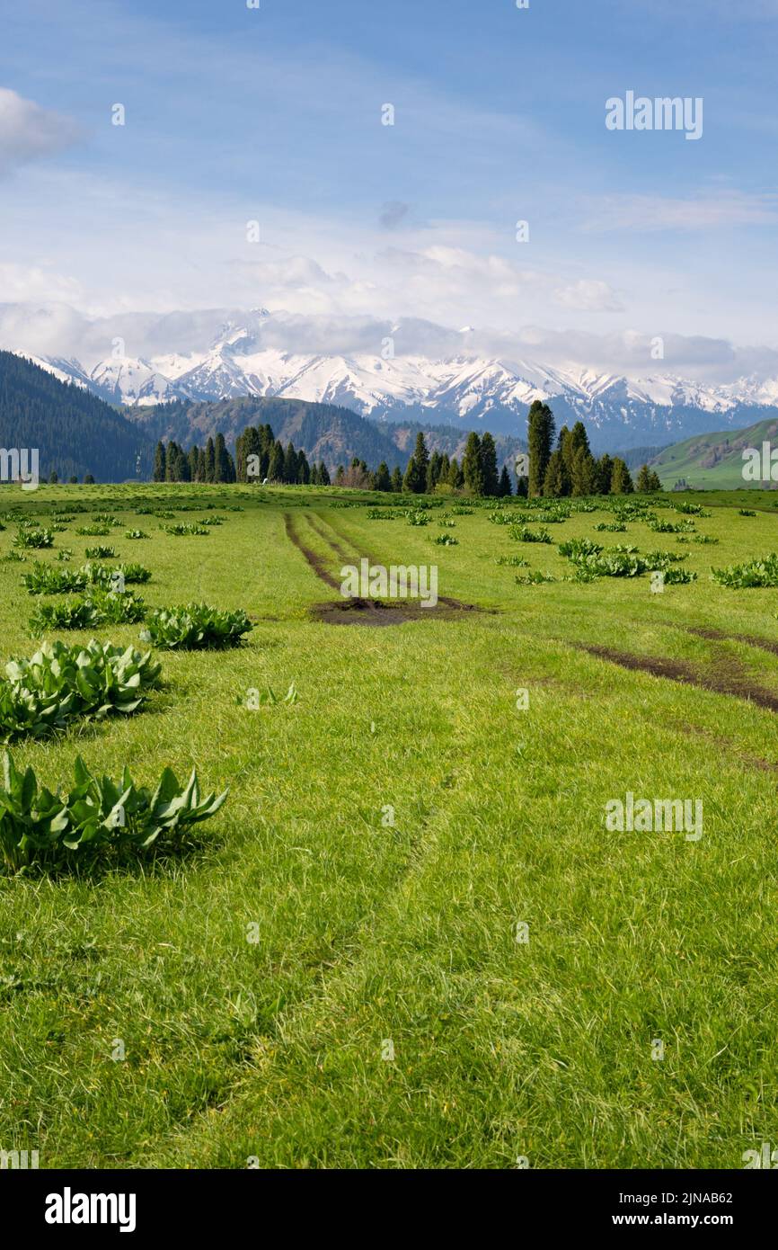 A vertical shot of a highland field with trees and mountains in the ...