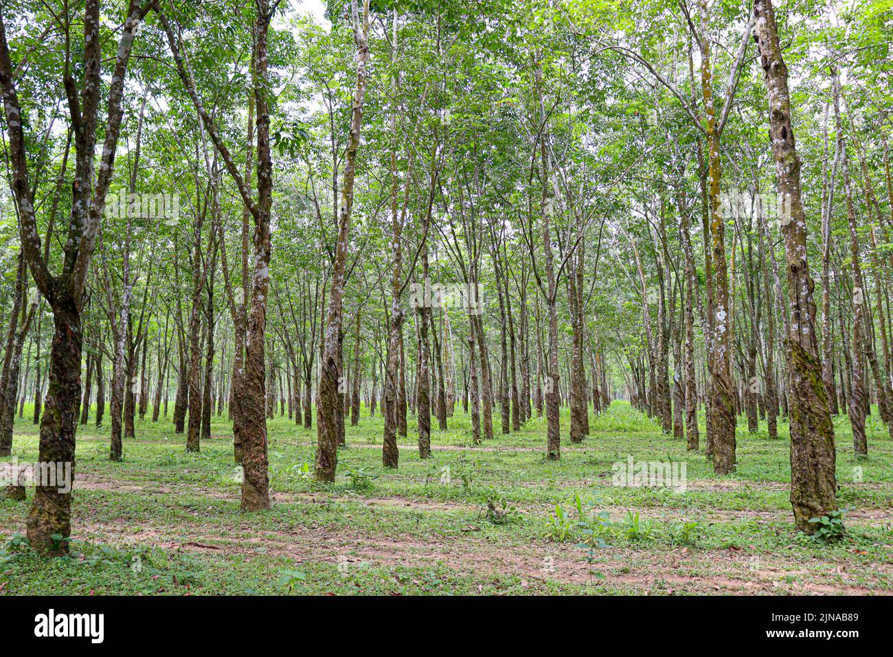 Raw latex processing plant hi-res stock photography and images - Alamy