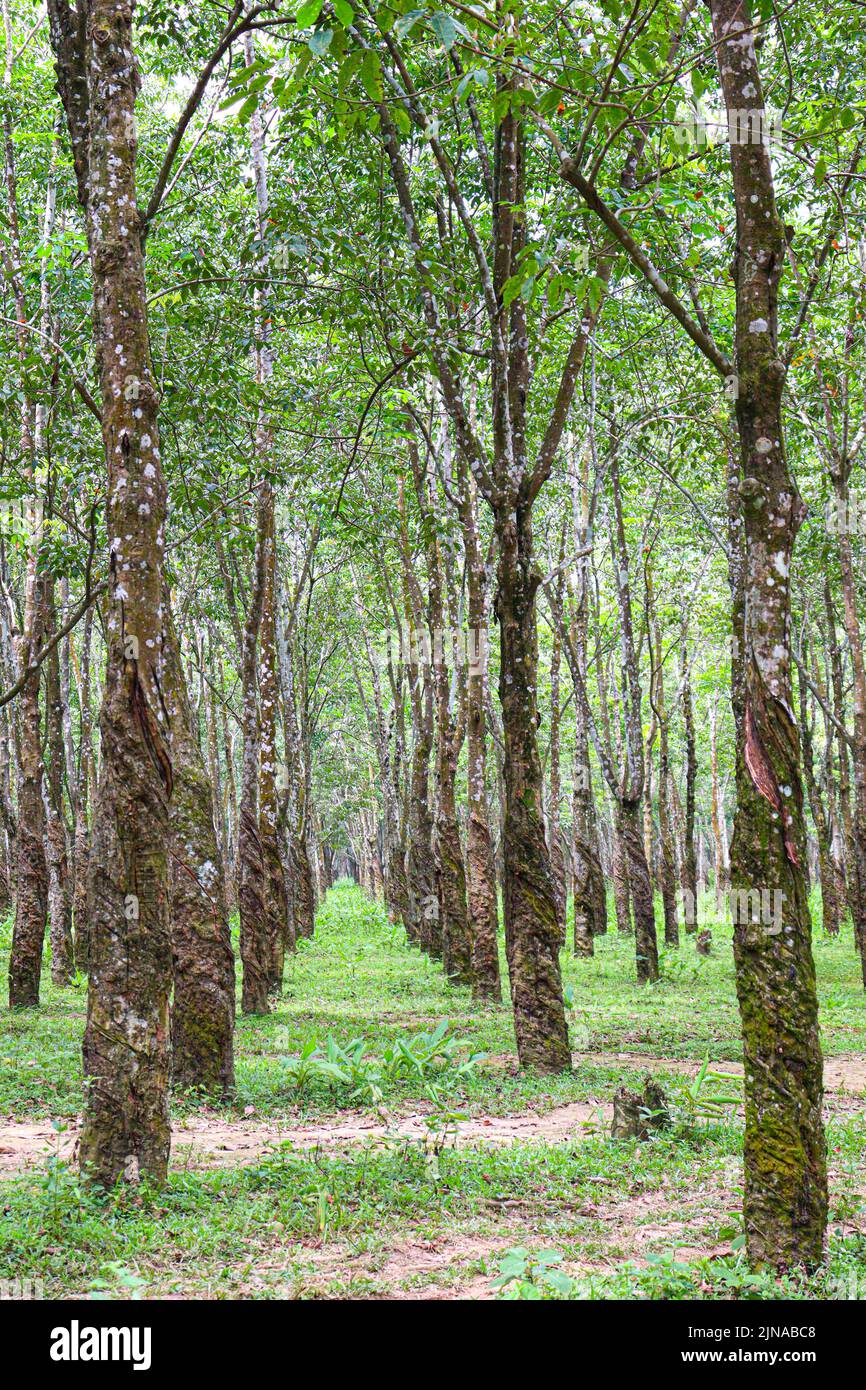 natural raw rubber tree plant in farm Stock Photo - Alamy