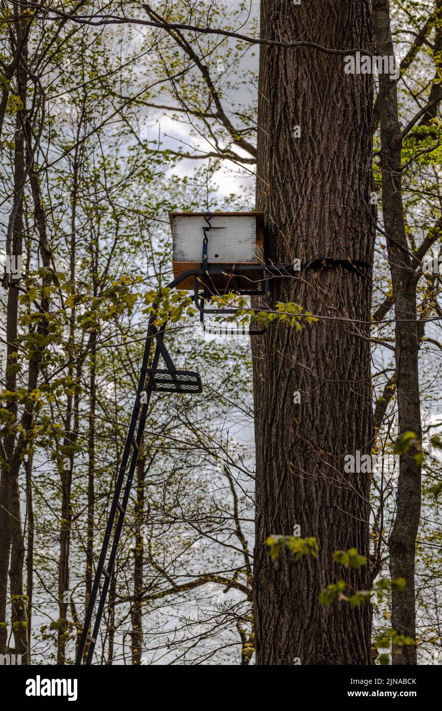 Side view of honey bee swarm trap set up in a tree stand in the woods ...