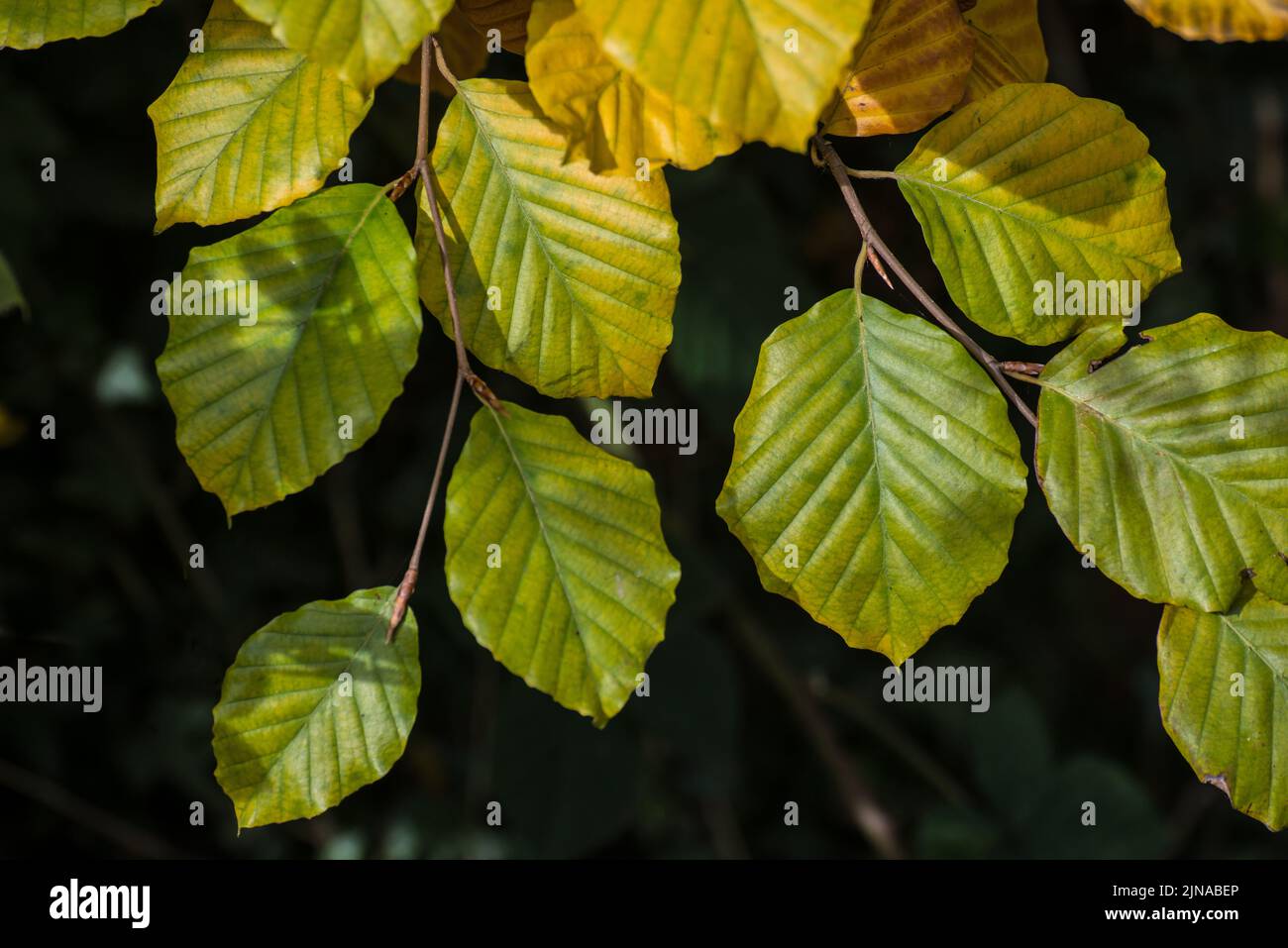 Beech leaves (Fagus sylvatica) photographed in early autumn just as the ...
