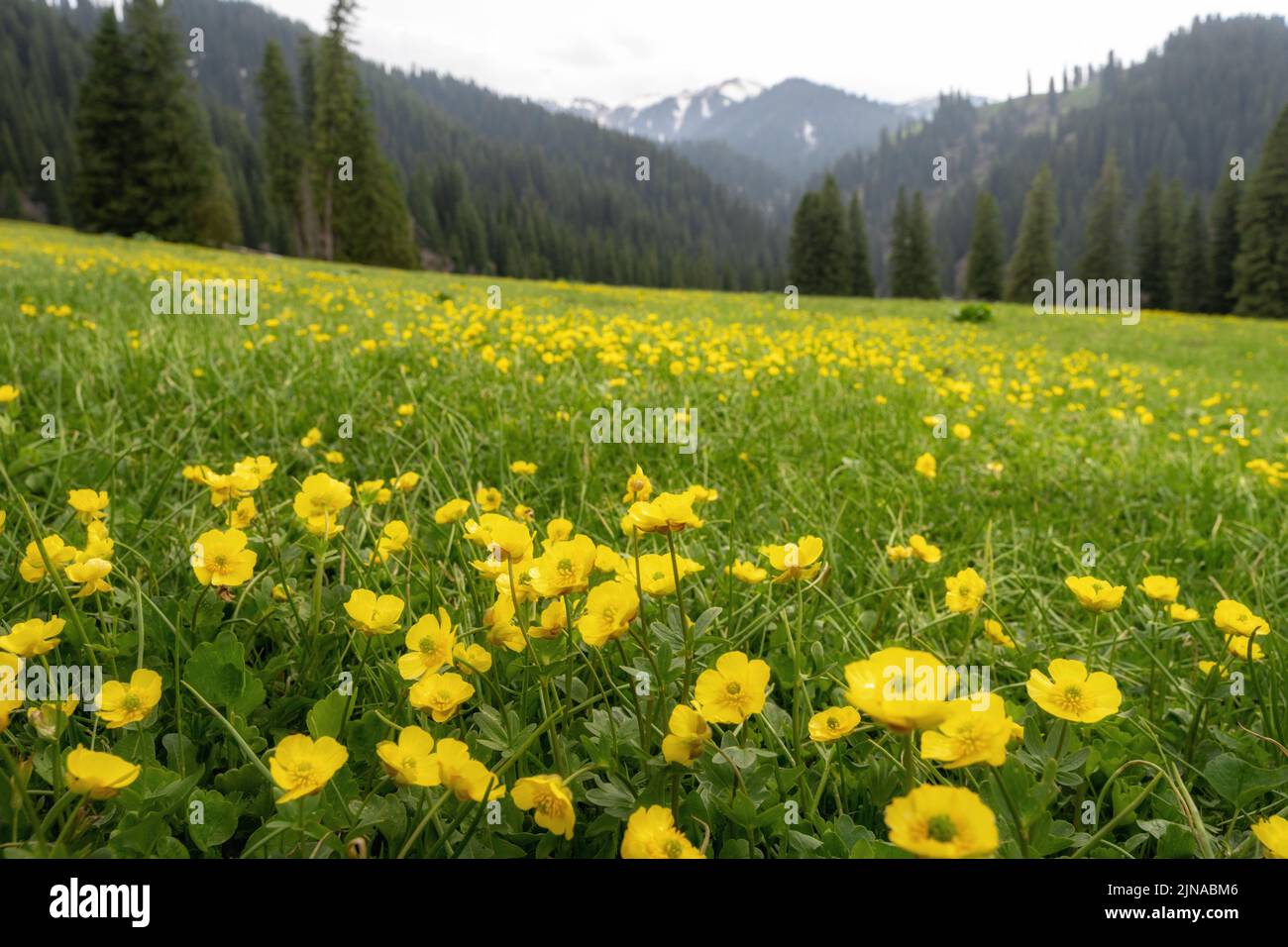 A highland field with yellow flowers and forest and mountains in the ...
