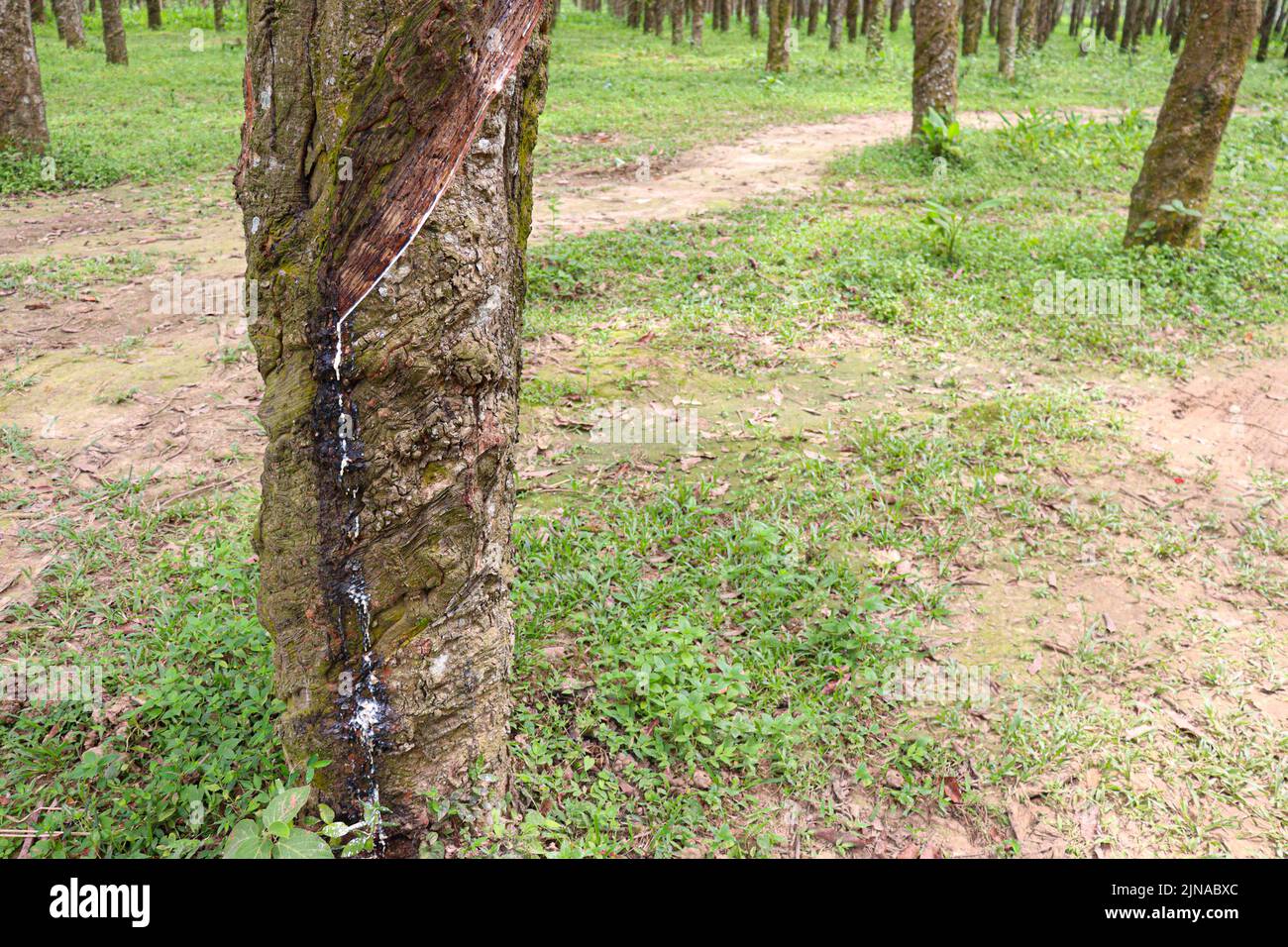 natural raw rubber tree plant in farm Stock Photo - Alamy