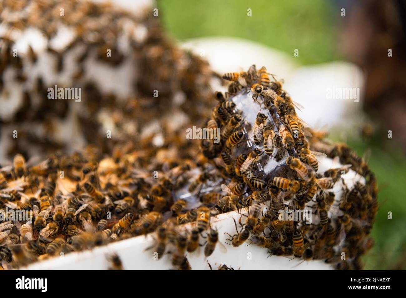 Close up of Honey Bee swarm with queen in queen clip on edge of box ...