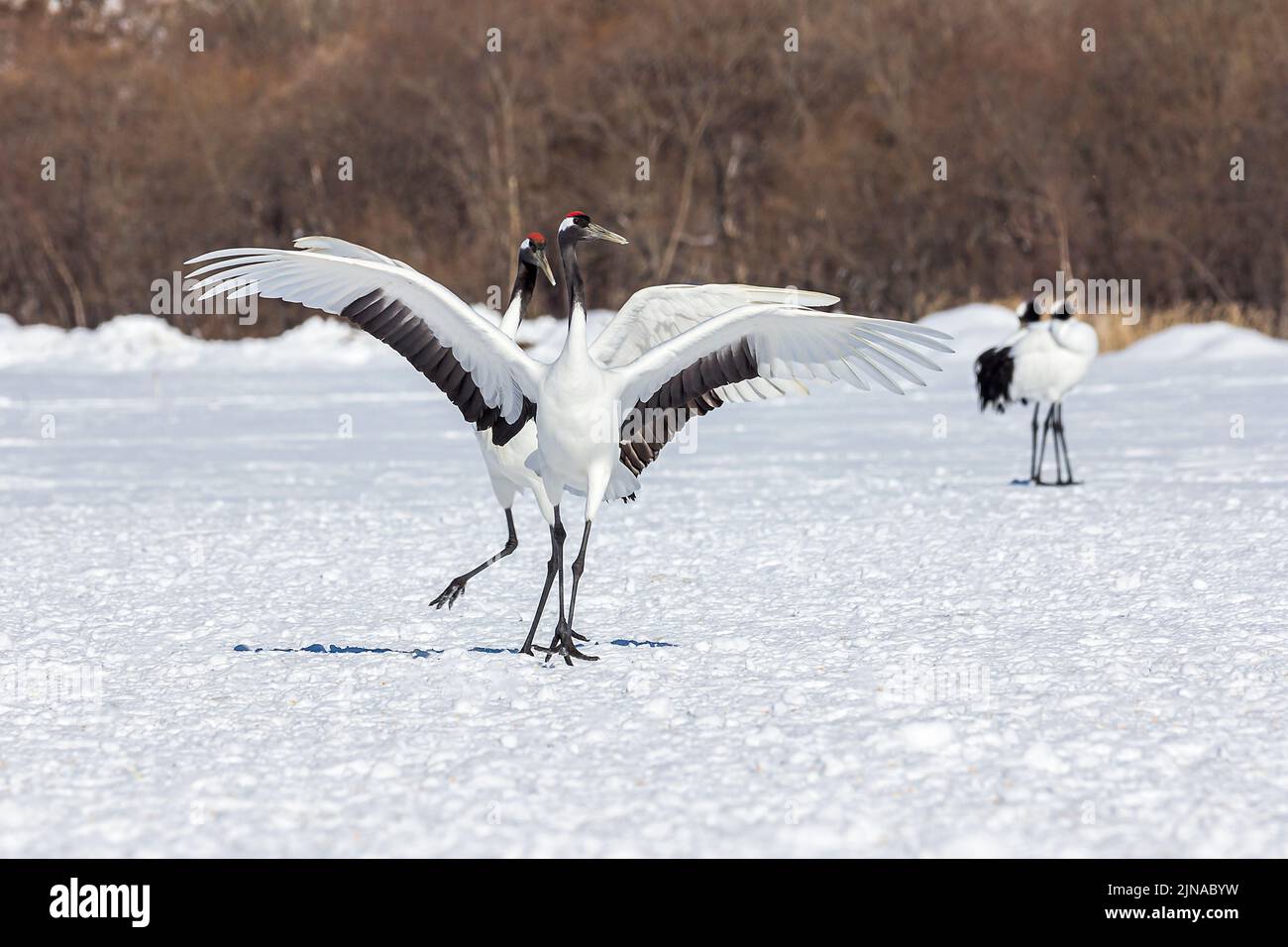 Two red-crowned cranes dancing on a snowy field Stock Photo - Alamy