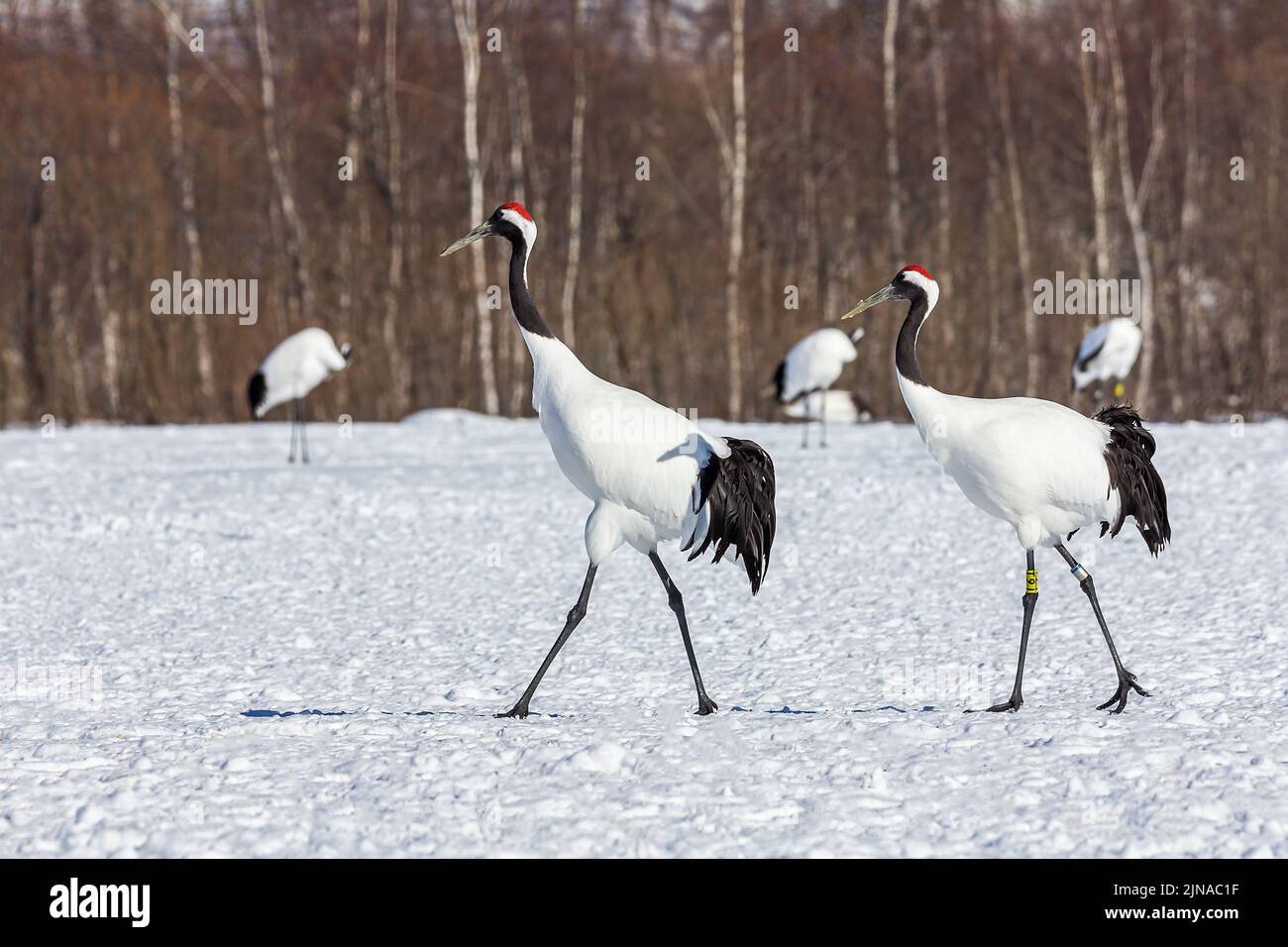 Two red-crowned cranes walking on a snowy field Stock Photo - Alamy