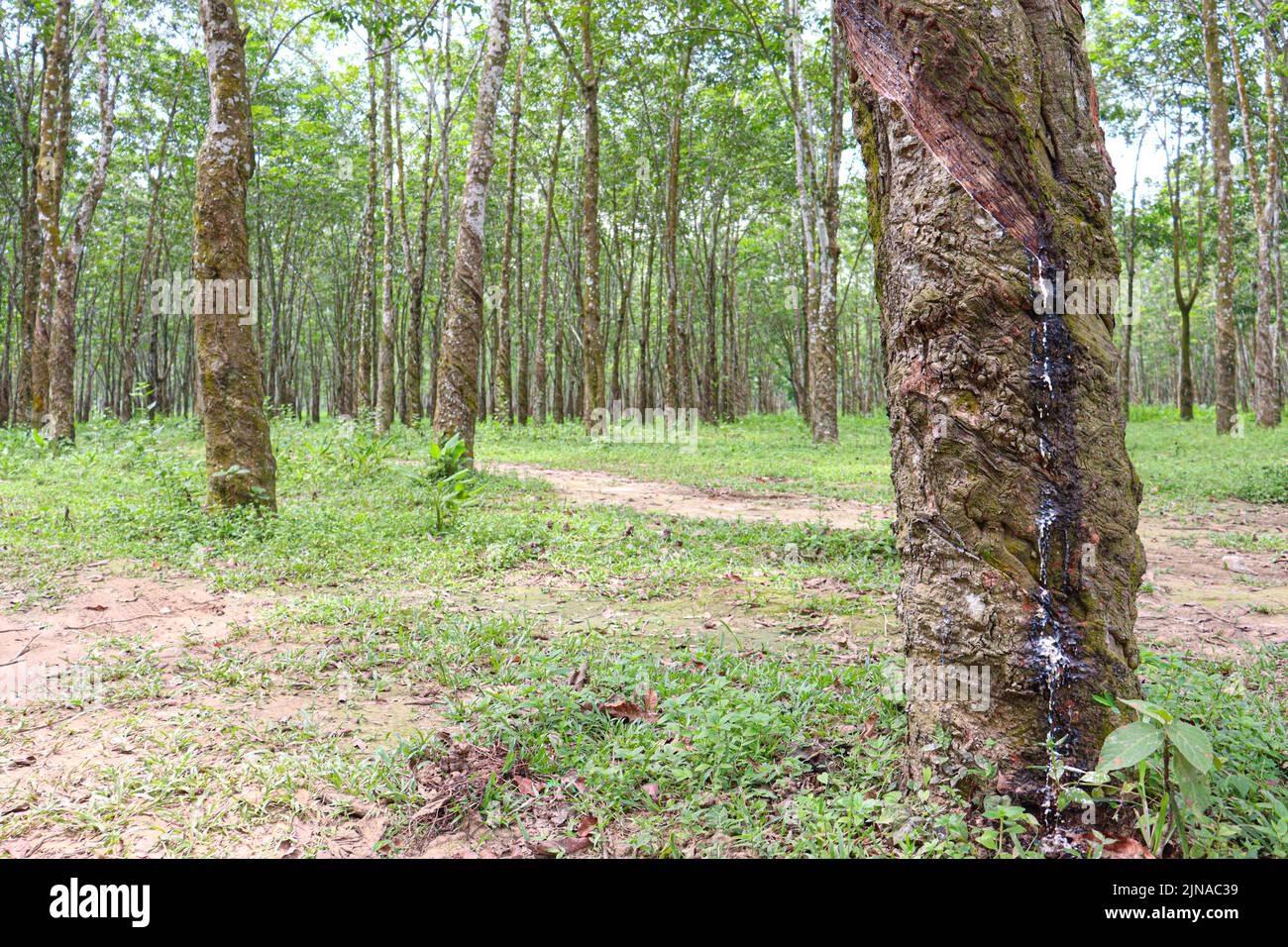 natural raw rubber tree plant in farm Stock Photo - Alamy