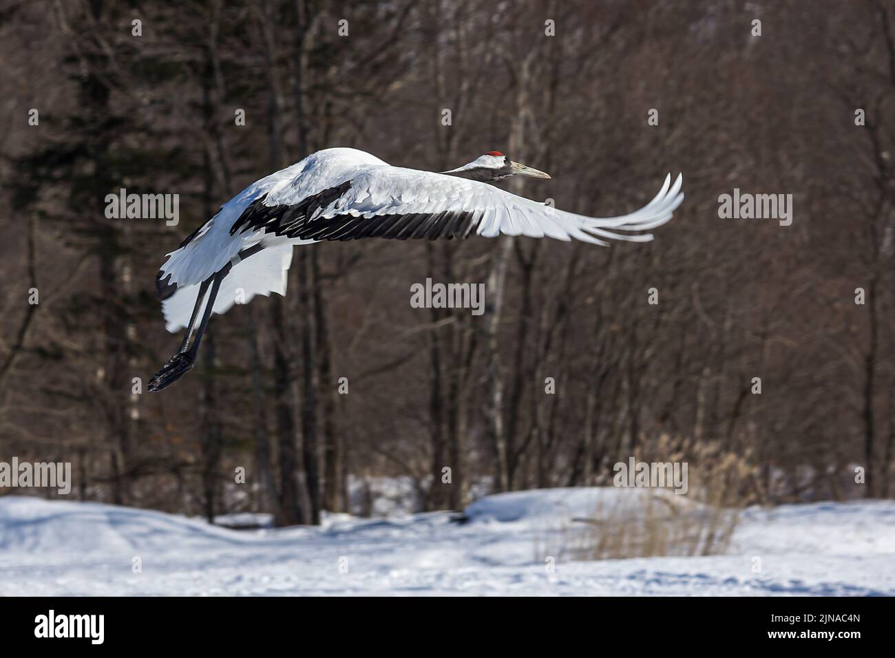 A red-crowned crane flying over a snowy field Stock Photo - Alamy
