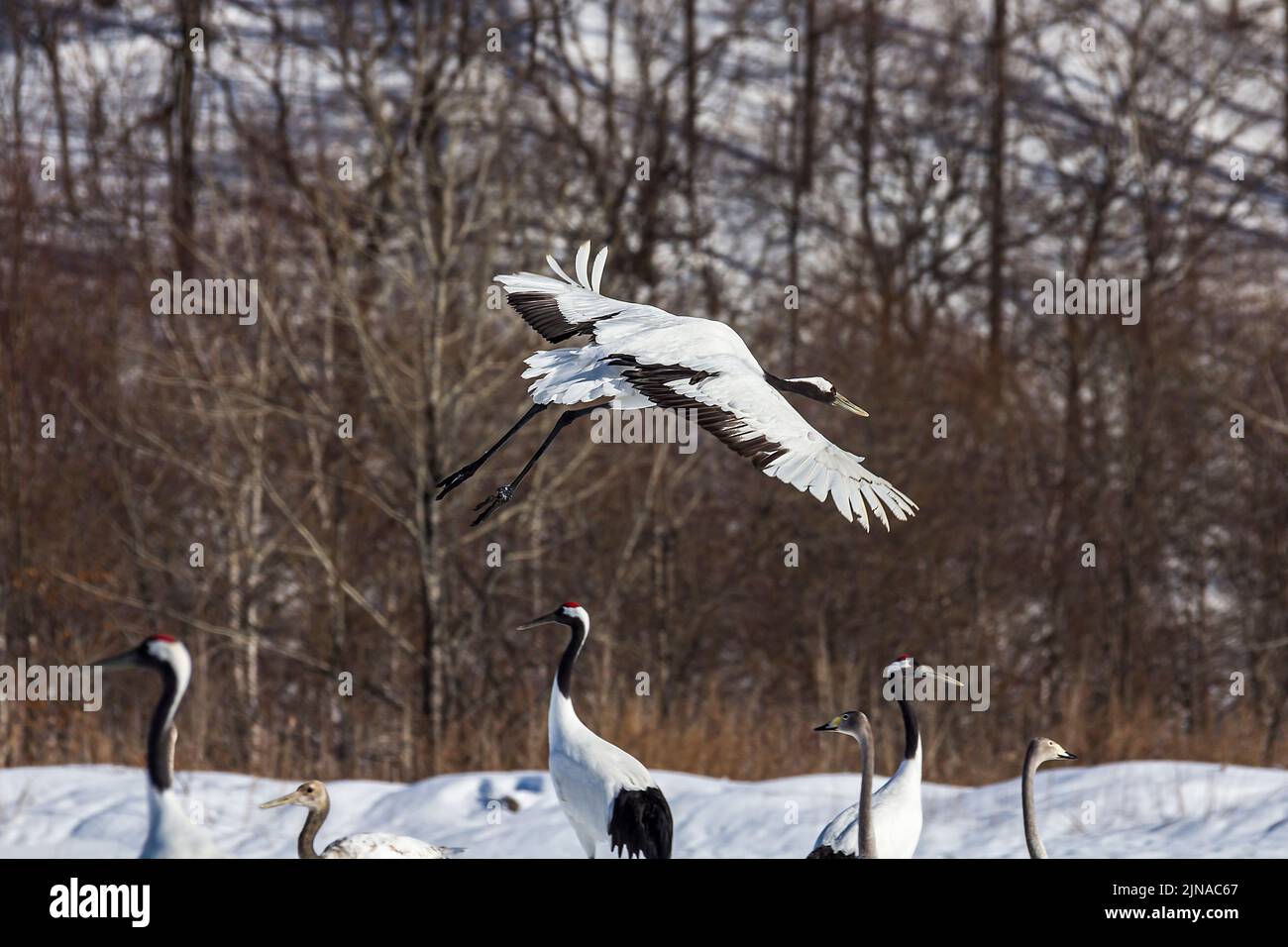 A red-crowned crane flying over a snowy field Stock Photo - Alamy