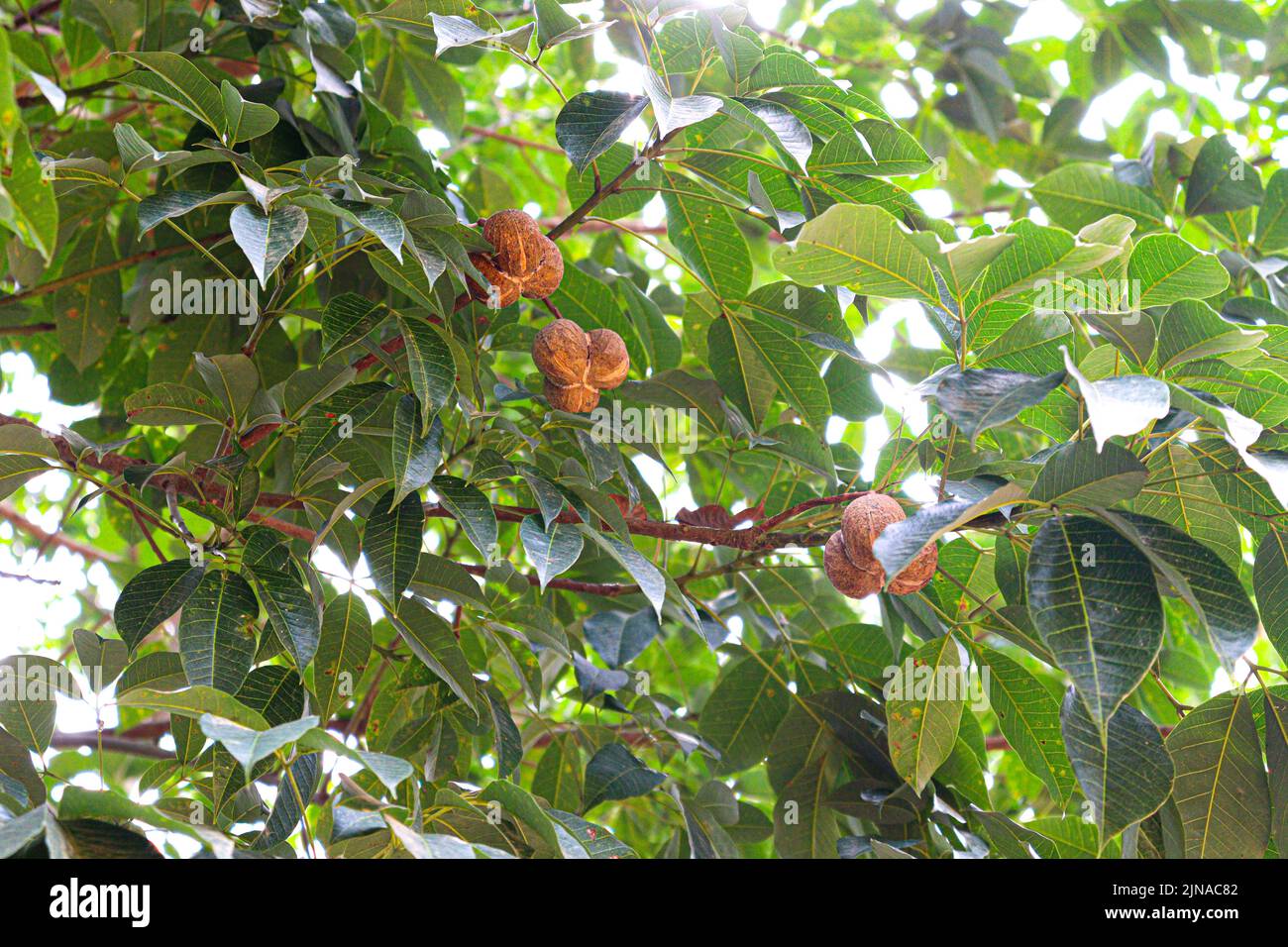 natural rubber fruit with seed and leaf for tree plant Stock Photo - Alamy
