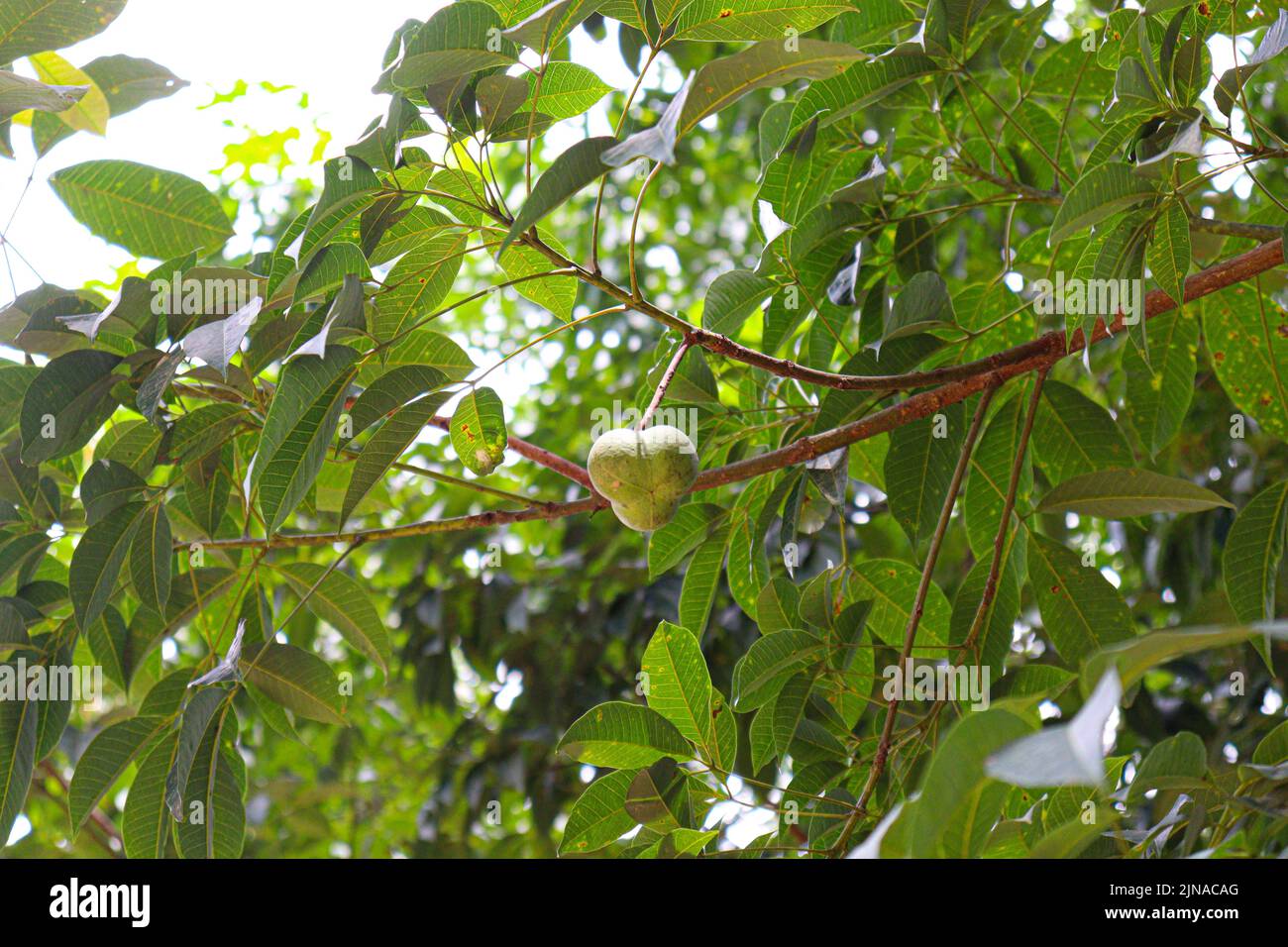 Rubber processing plant hi-res stock photography and images - Alamy