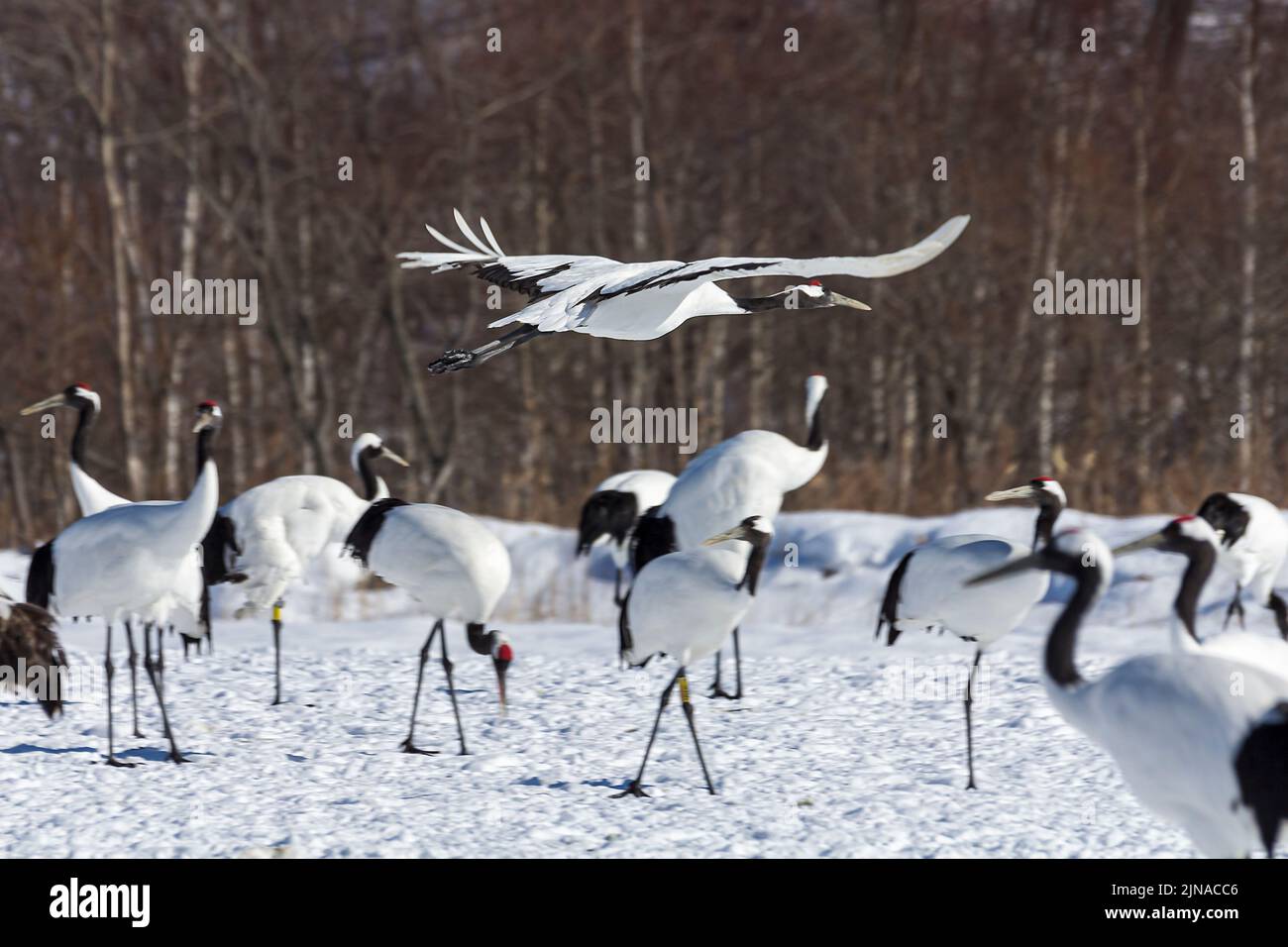 A red-crowned crane flying over a snowy field and other cranes Stock ...