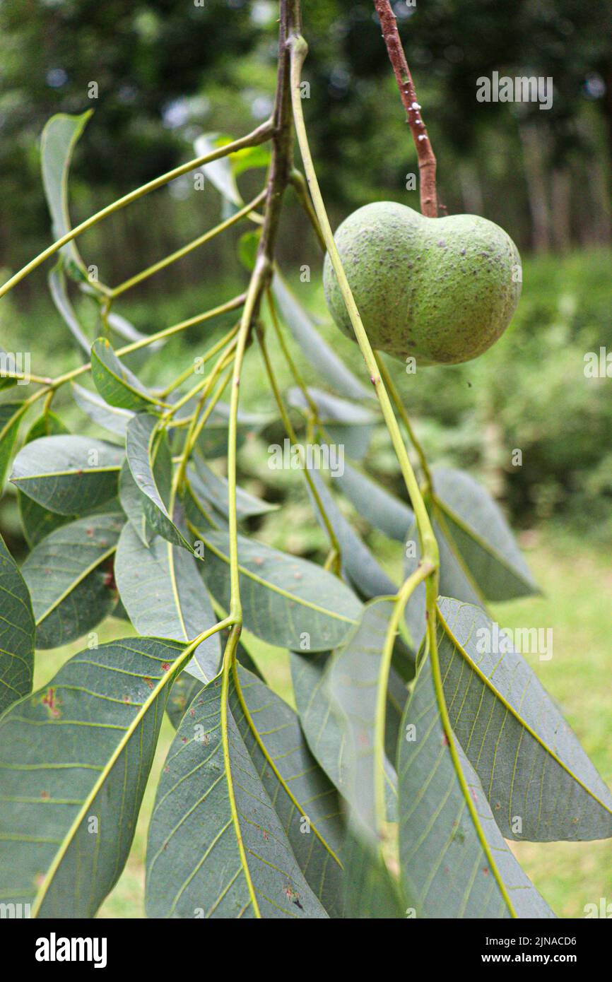 natural rubber fruit with seed and leaf for tree plant Stock Photo - Alamy