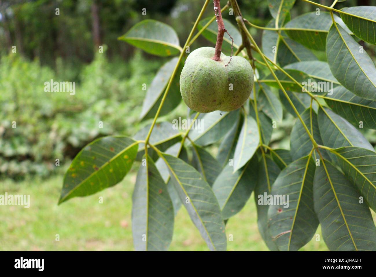 natural rubber fruit with seed and leaf for tree plant Stock Photo - Alamy