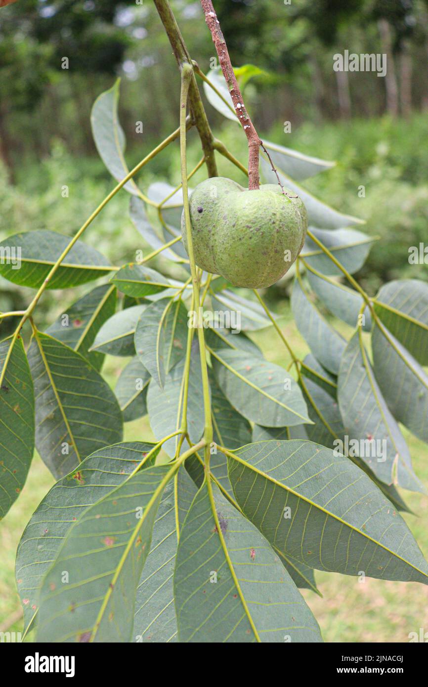 Rubber fruit hi-res stock photography and images - Alamy