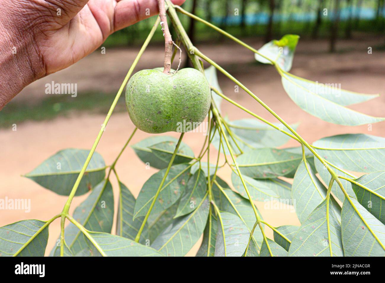 natural rubber fruit with seed and leaf for tree plant Stock Photo - Alamy