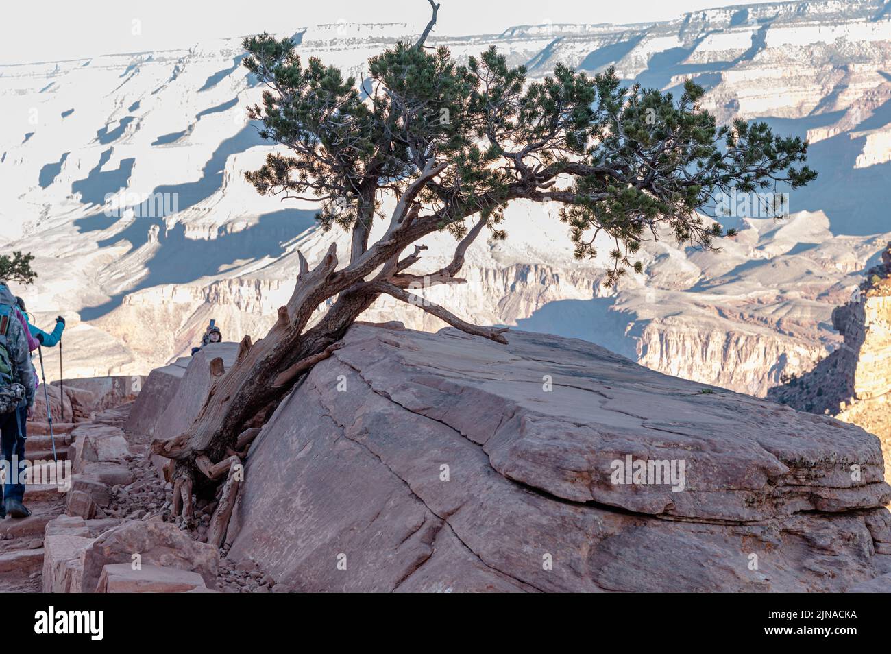 Tree growing out of rock on South Kaibab Trail in Grand Canyon National ...