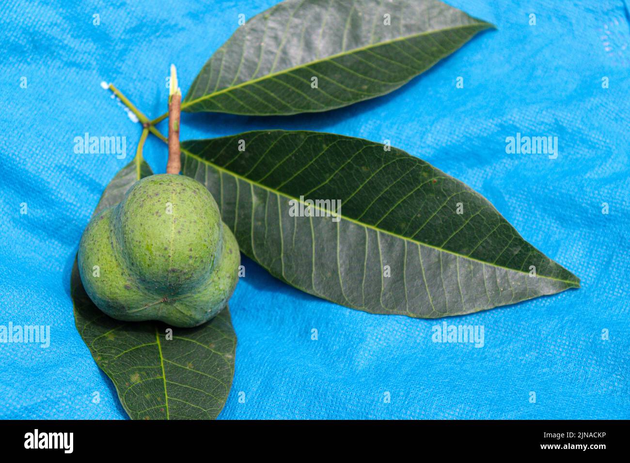 natural rubber fruit with seed and leaf for tree plant Stock Photo - Alamy