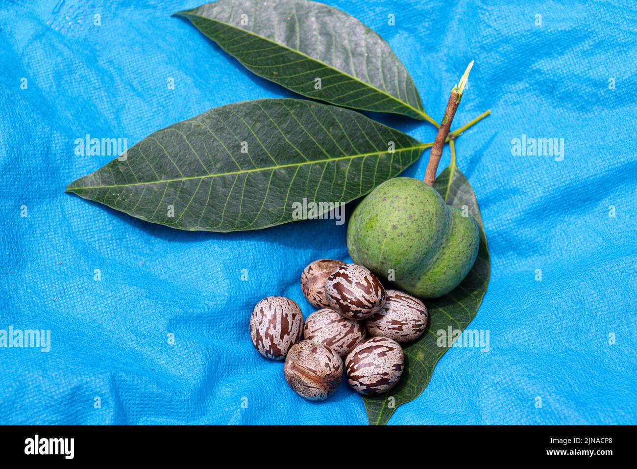natural rubber fruit with seed and leaf for tree plant Stock Photo - Alamy
