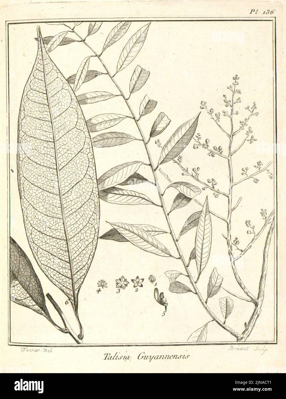 Talisia hi-res stock photography and images - Alamy