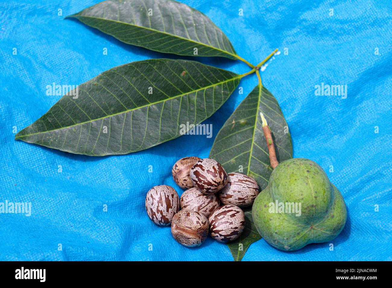 natural rubber fruit with seed and leaf for tree plant Stock Photo - Alamy