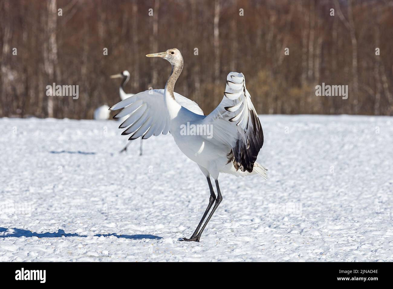 A young red-crowned crane dancing on a snowy field Stock Photo - Alamy