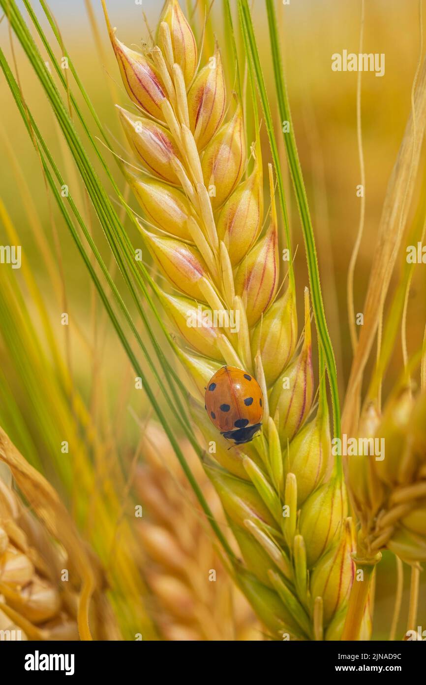 Orange spotted ladybug hi-res stock photography and images - Alamy