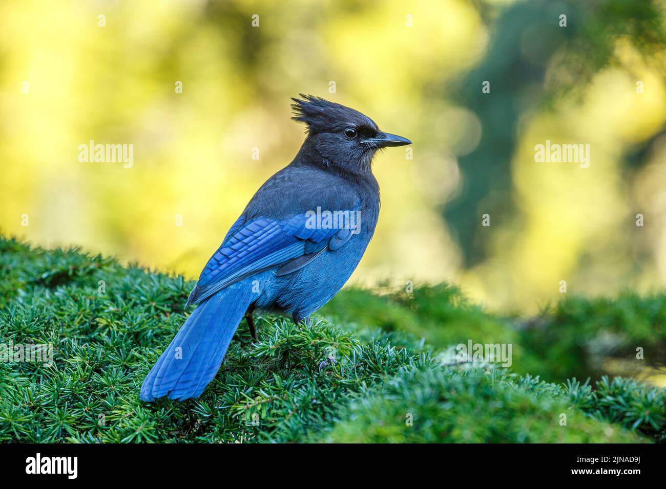 A Steller's Jay (Cyanocitta stelleri) sitting on a branch in an ...