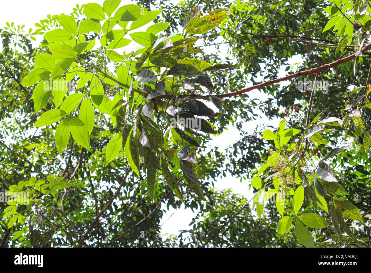 Latex farming rubber tree hi-res stock photography and images - Alamy