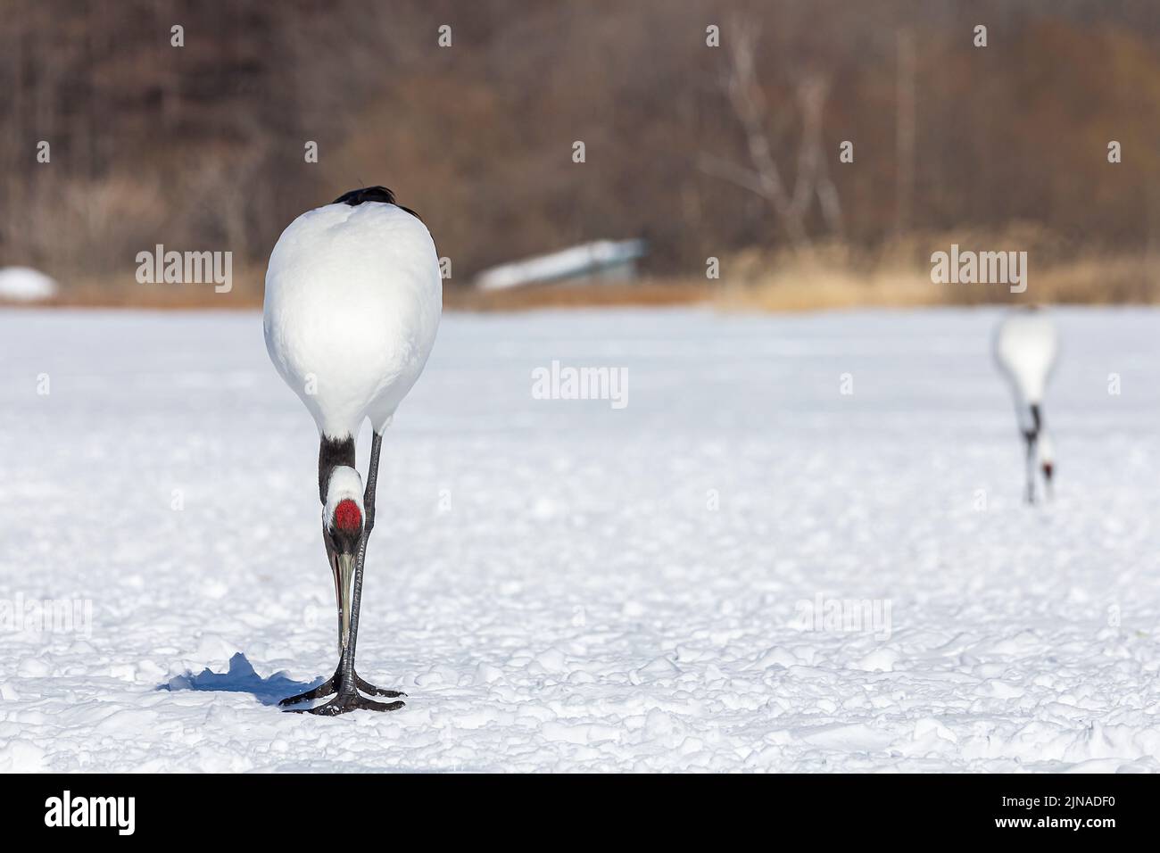 A red-crowned crane picking food in a snowy field Stock Photo - Alamy