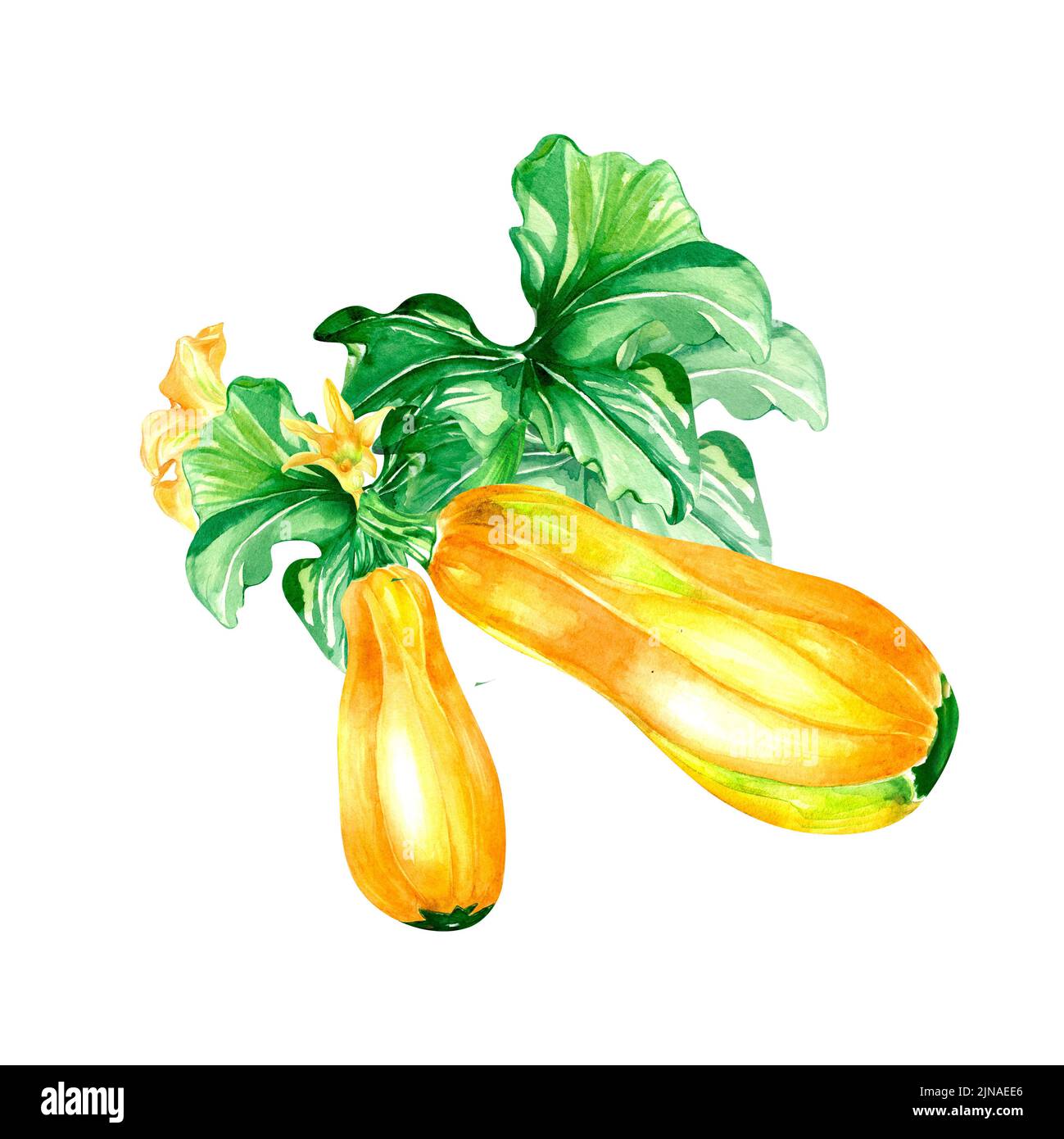 Vegetable marrow plant watercolor illustration on white. Stem with ...