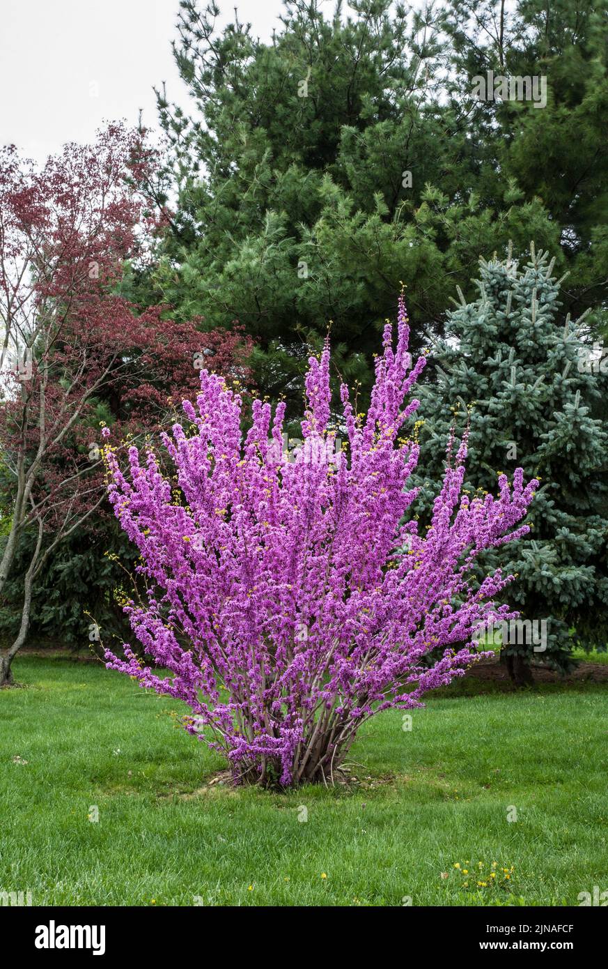 Flowering Redbud tree in a yard landscape in New Jersey, USA Stock ...
