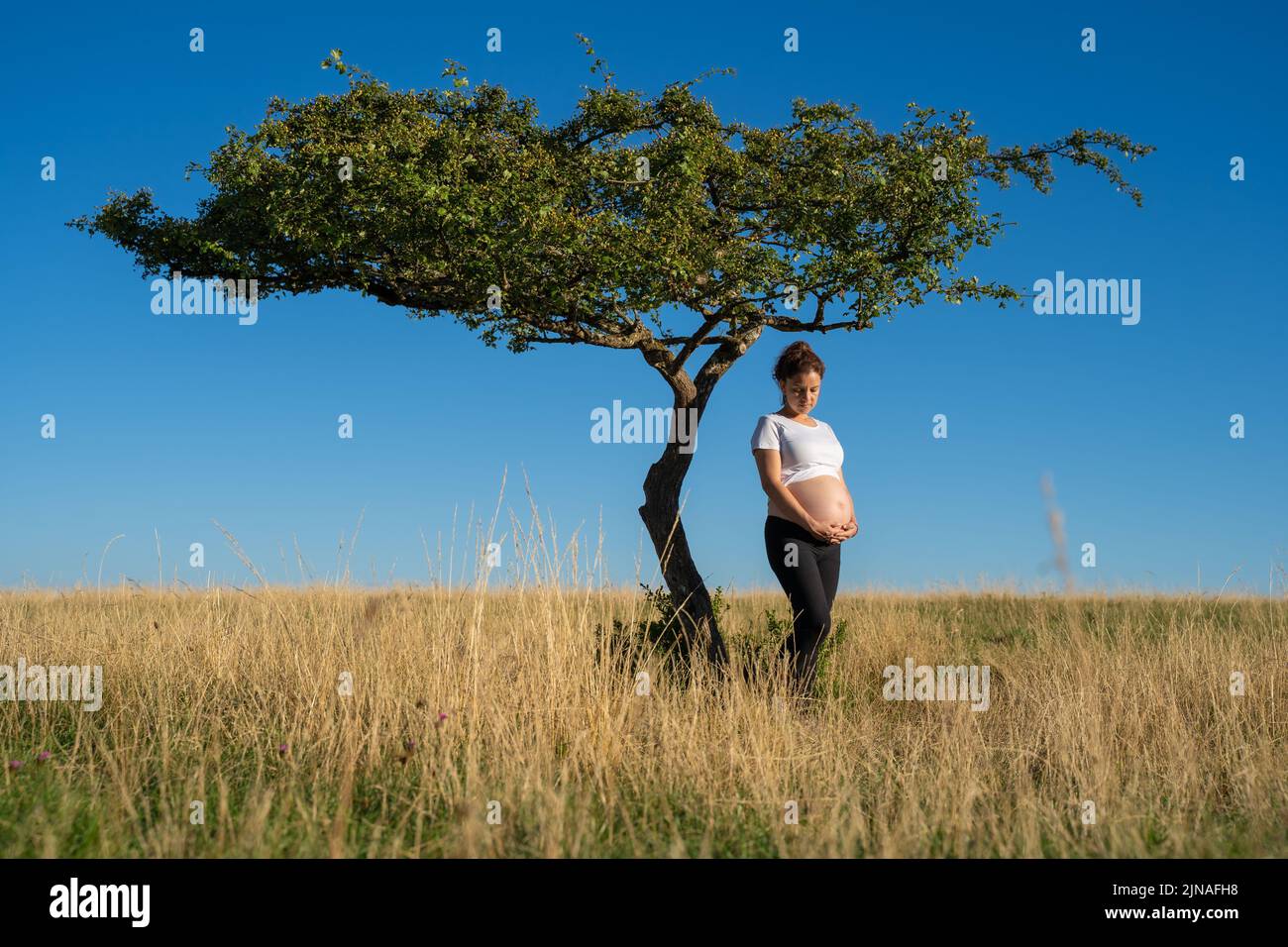 A pregnant woman with a tree Stock Photo - Alamy