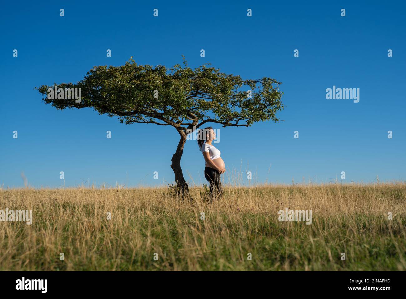 A pregnant woman with a tree Stock Photo - Alamy