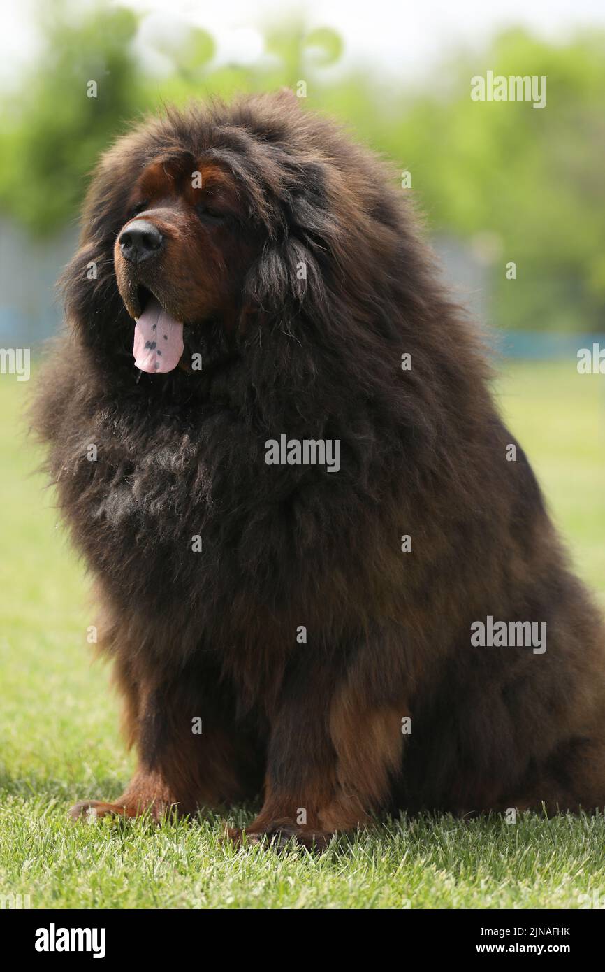 Big tibetan mastiff on the grass outdoor Stock Photo - Alamy