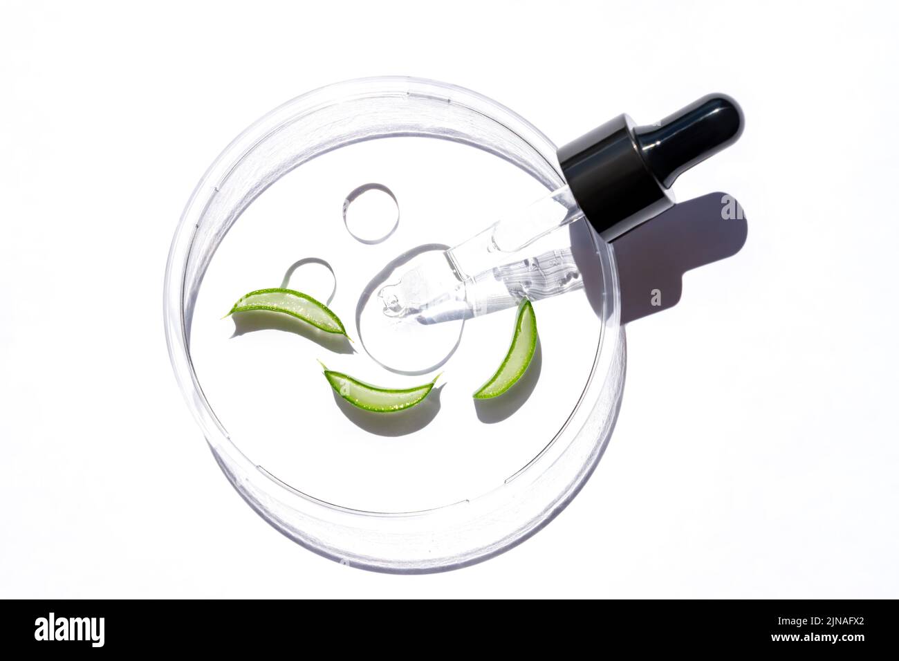 Petri dish with Aloe Vera cosmetic gel and pieces of Aloe Vera plant ...