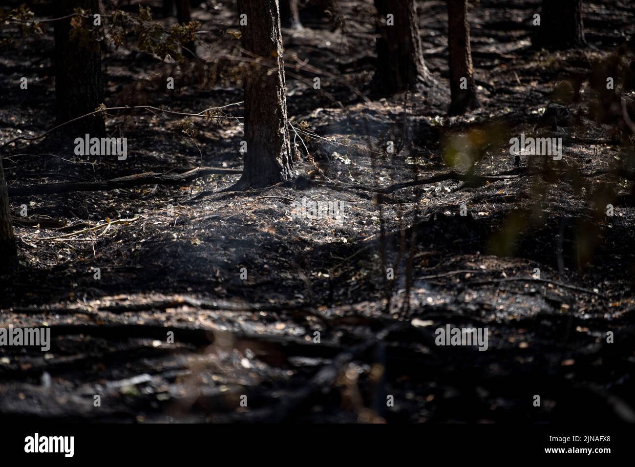Berlin, Germany. 10th Aug, 2022. The burnt forest in the restricted ...