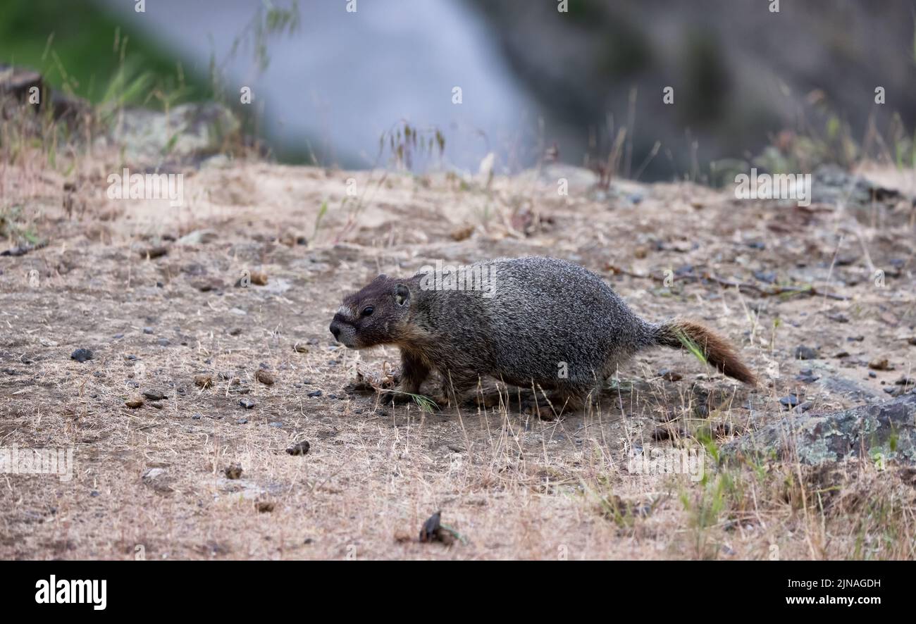 American marmot hi-res stock photography and images - Alamy