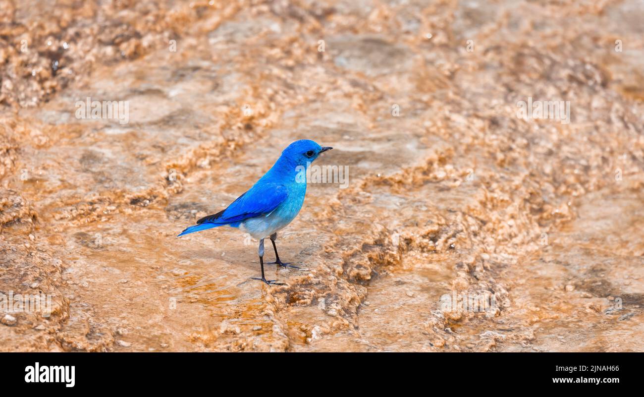 Small Colorful Bird at Hot Spring Landscape with unique ground ...