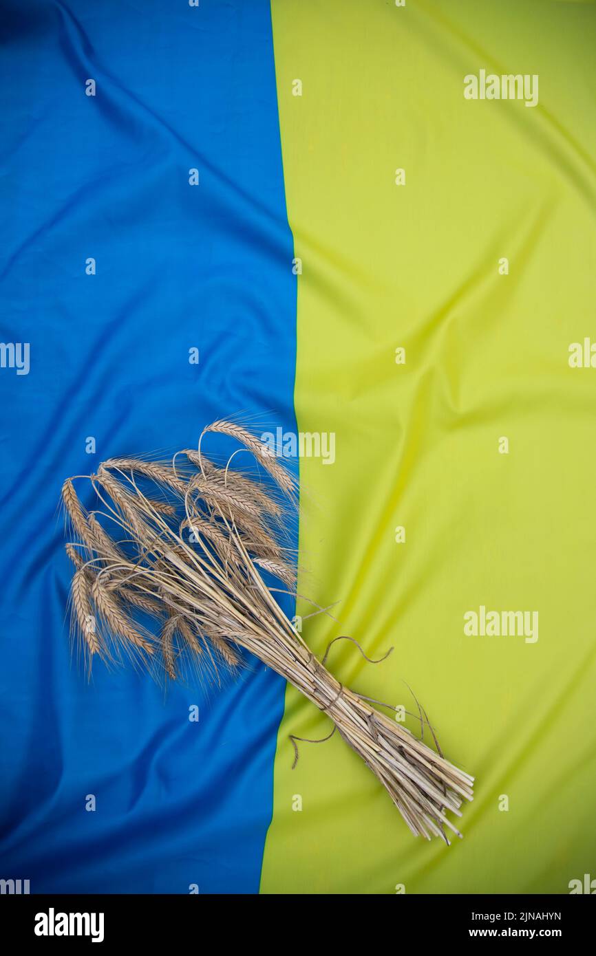 Grain harvest, ukrainian flag, ears of wheat, rye, oats. Symbol of ...