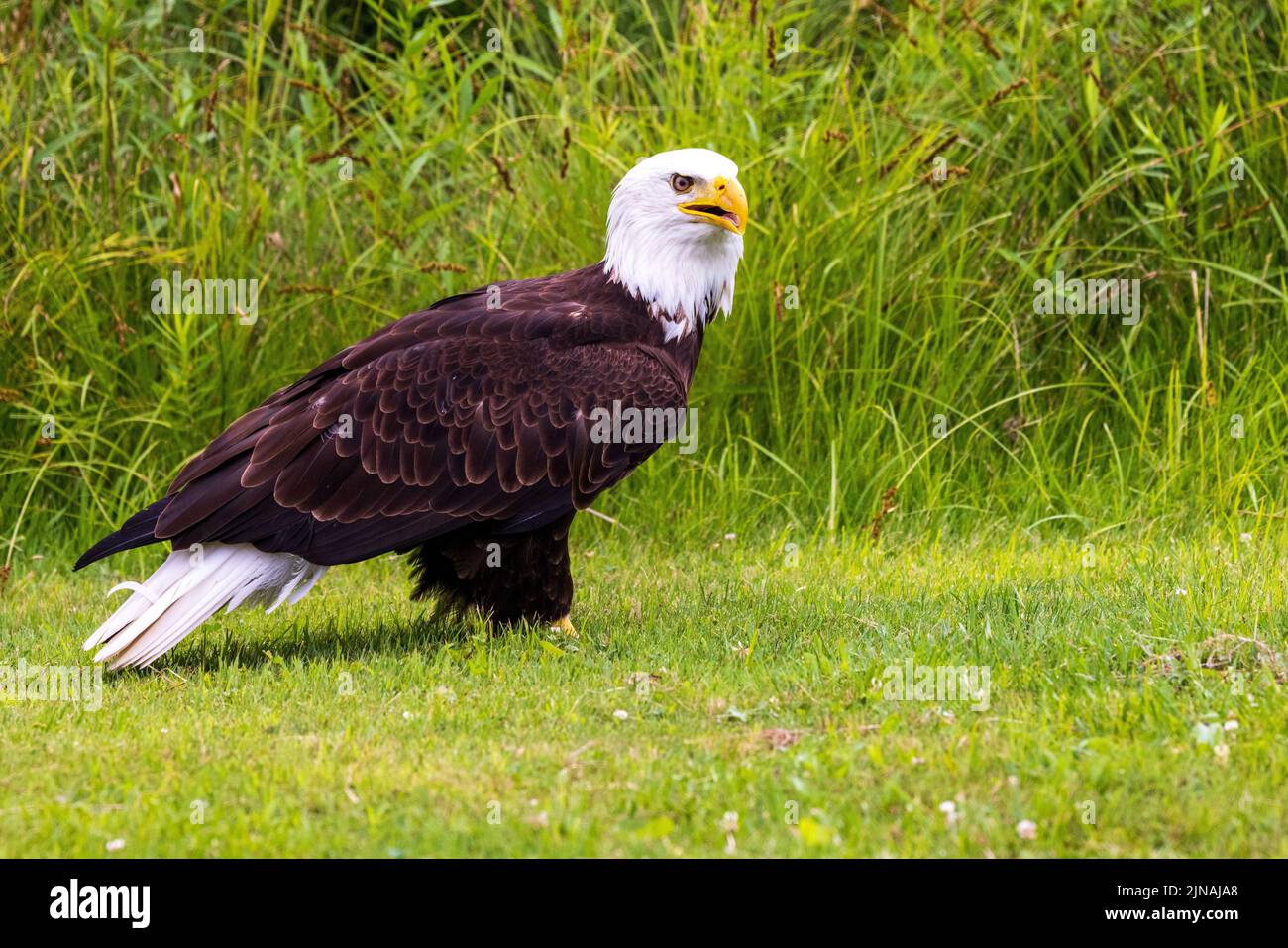 Big bald hi-res stock photography and images - Alamy