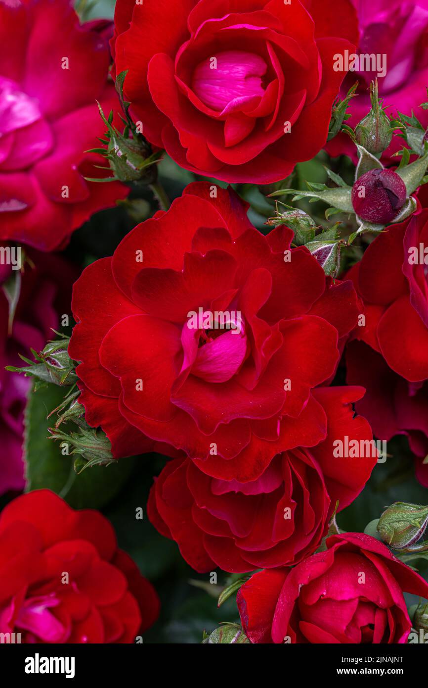 Flowers of "Cheri Kolorscape" Shrub Rose Stock Photo - Alamy