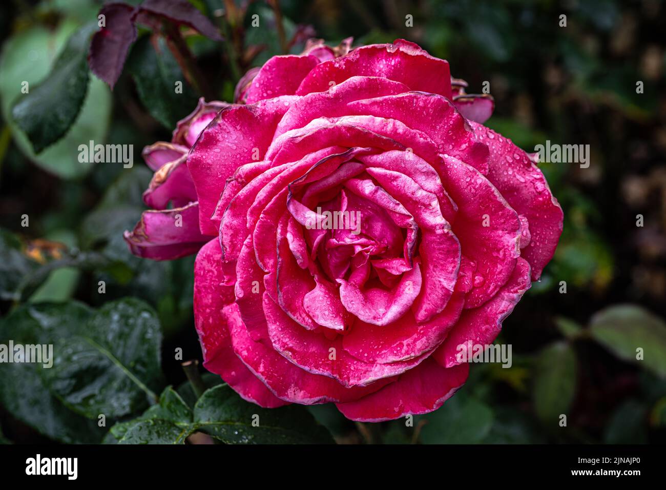 Flower of Tree Rose Variety "Elle Stock Photo - Alamy
