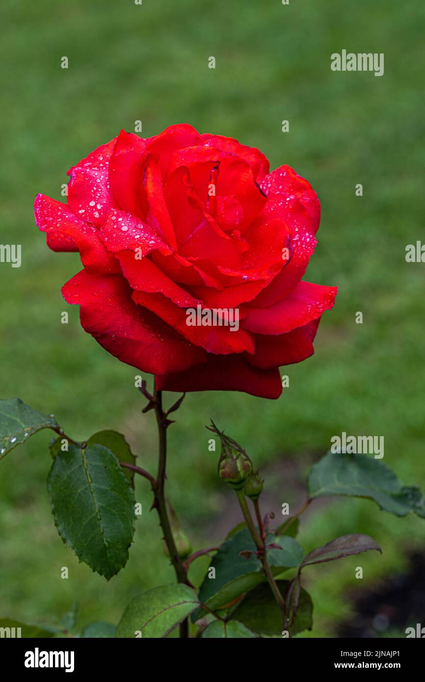 Flower of Tree Rose Variety "Elle Stock Photo - Alamy